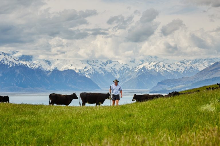 NZ Springvale Beef